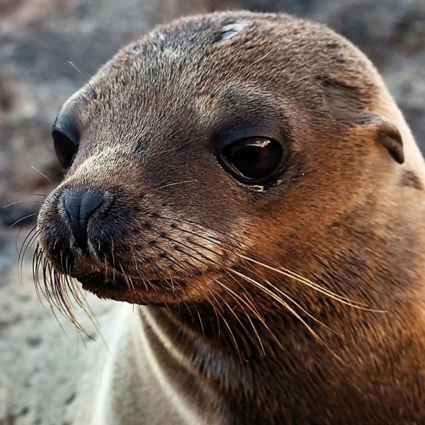 Galapágy - informace o destinaci | CK Livingstone