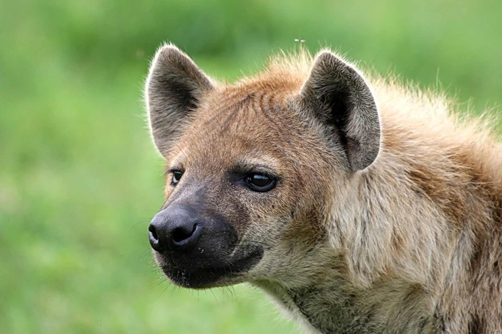 Keňa safari - Mt.Keňa - zájezd | CK Livingstone