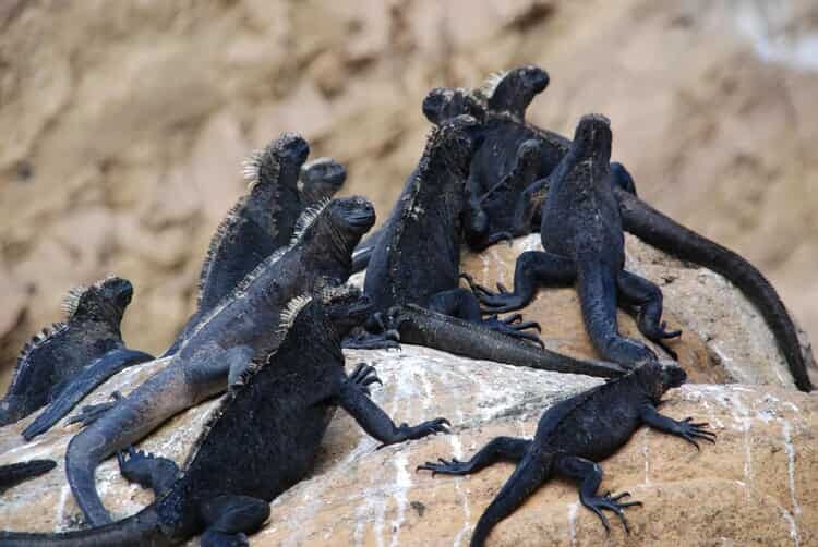 Galapágy - informace o destinaci | CK Livingstone