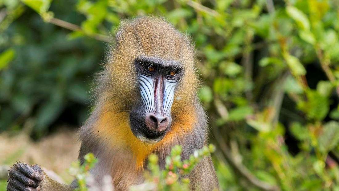 Kamerun - informace o destinaci | CK Livingstone