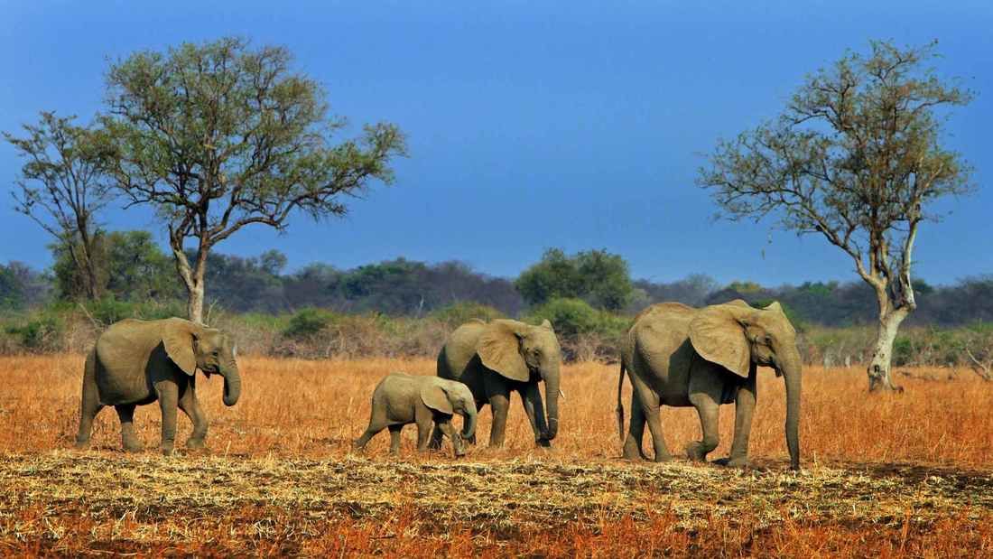 Zambie - informace o destinaci | CK Livingstone